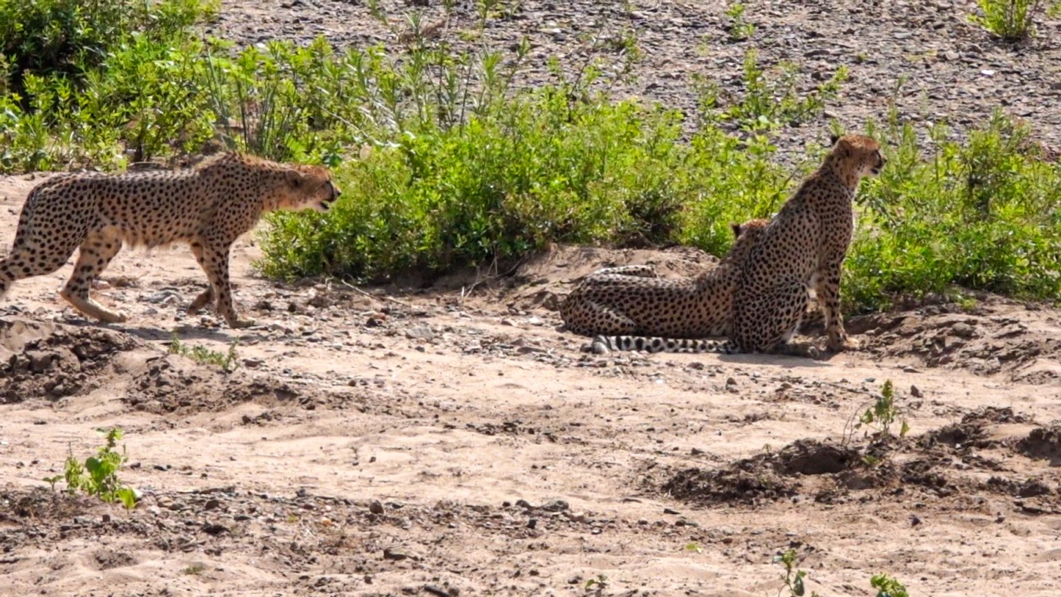 Watch 2 Crocs Chase 3 Cheetahs Off Buck