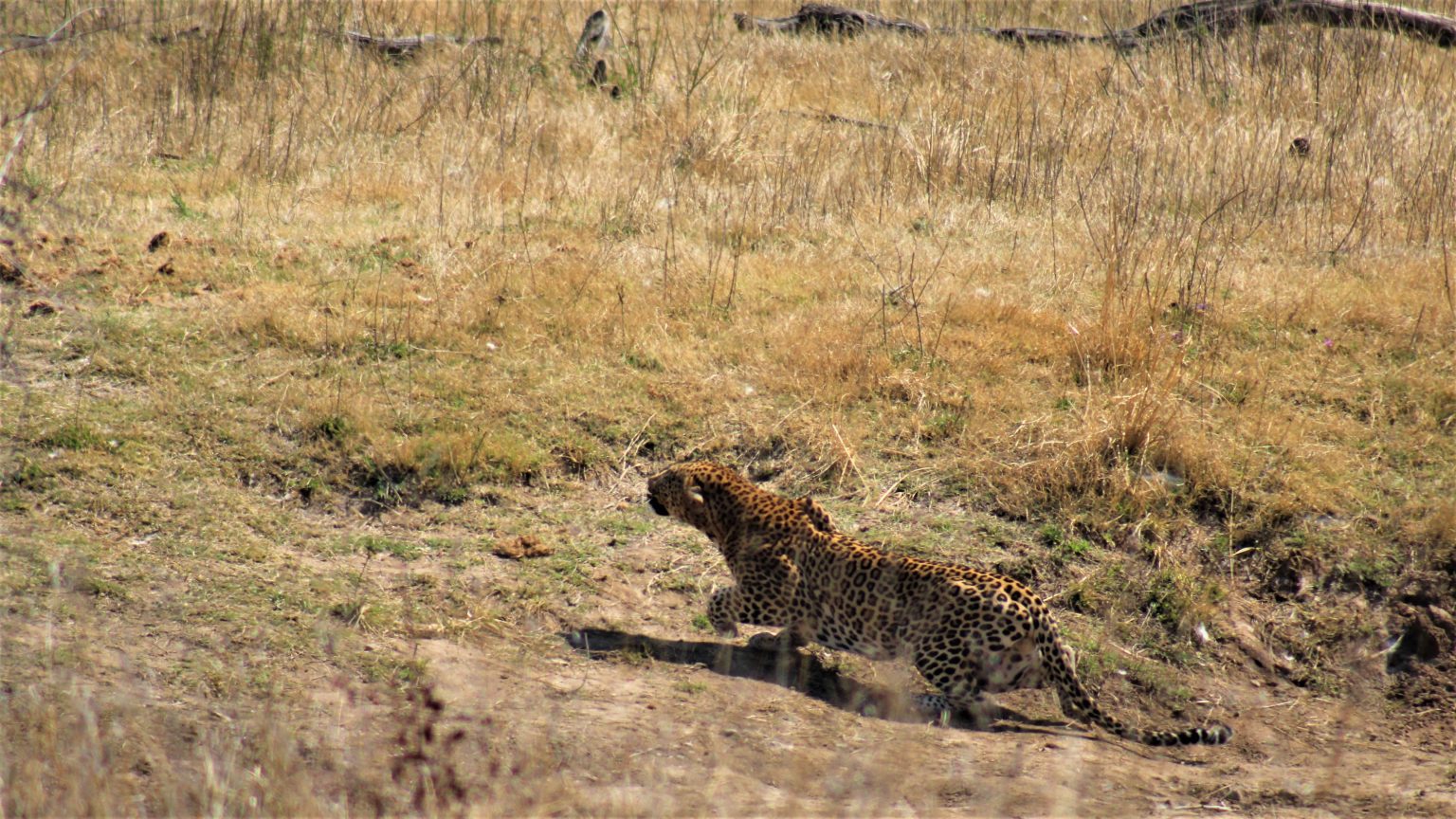 Watch Leopard Take Down Wildebeest 3x Its Size