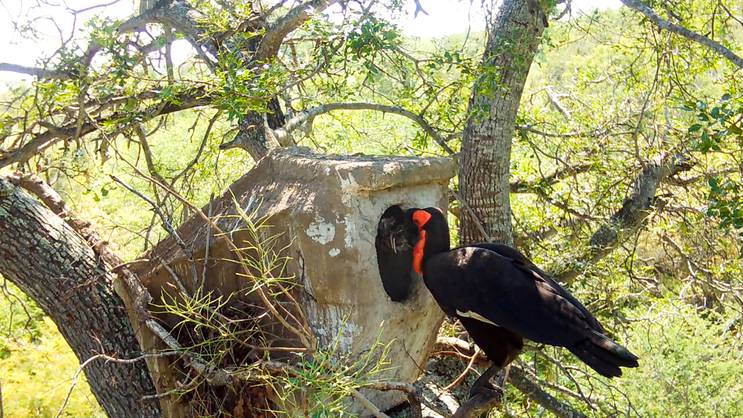 Watch Leopard Steal A Baby Bird From Nest