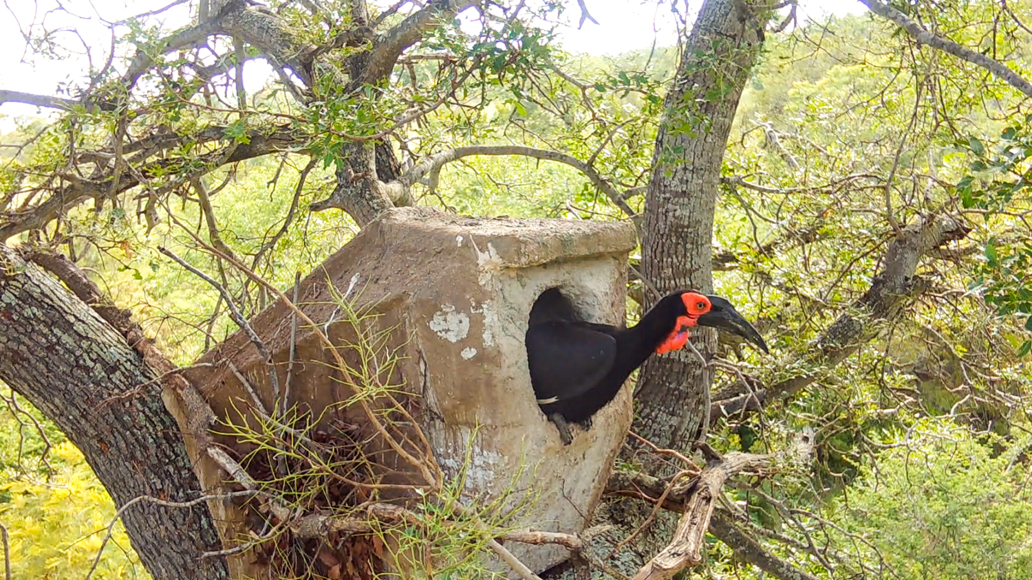 Watch Leopard Steal A Baby Bird From Nest