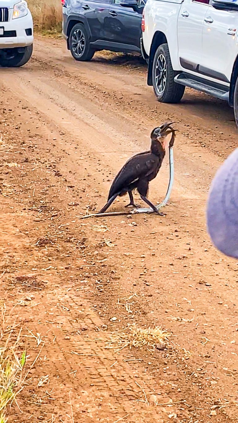 Watch Dead Snake Fight Back And Choke Bird