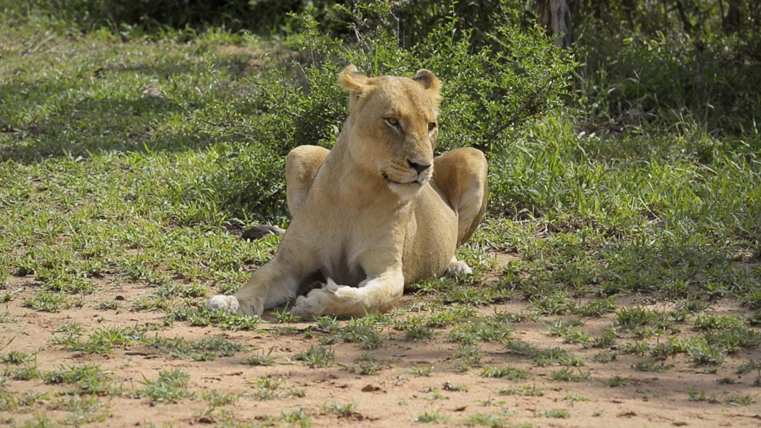 Rare Moment Lion Birth Gets Caught On Camera