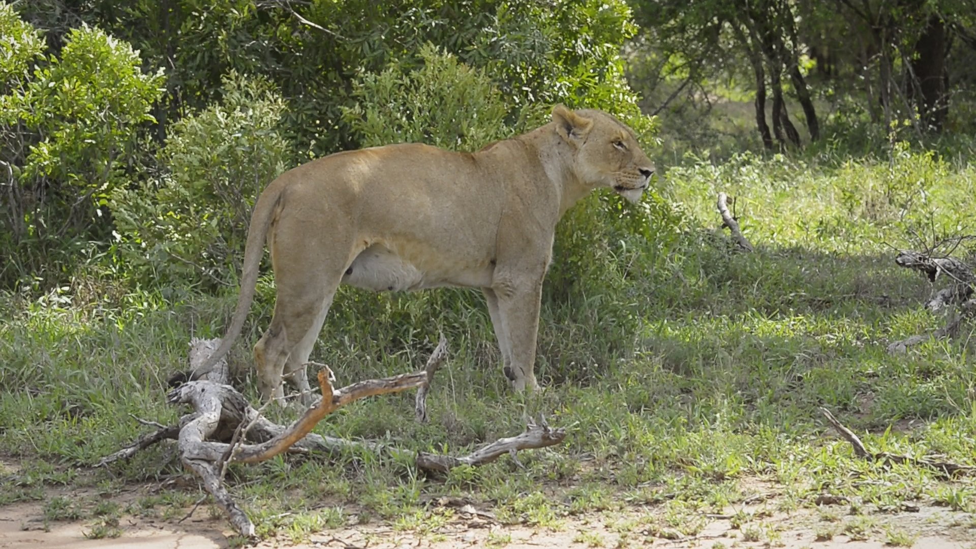 Rare Moment Lion Birth Gets Caught On Camera