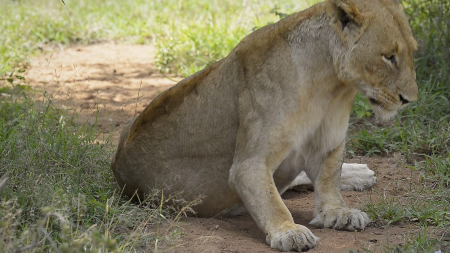 Rare Moment Lion Birth Gets Caught On Camera