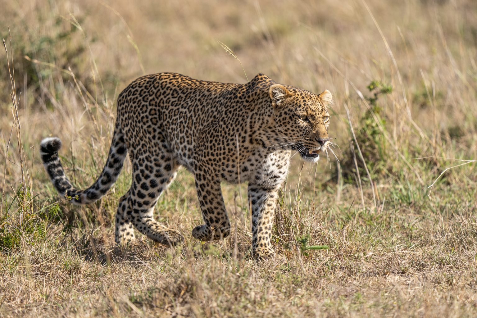 Leopard Shows No Mercy While Hunting Serval