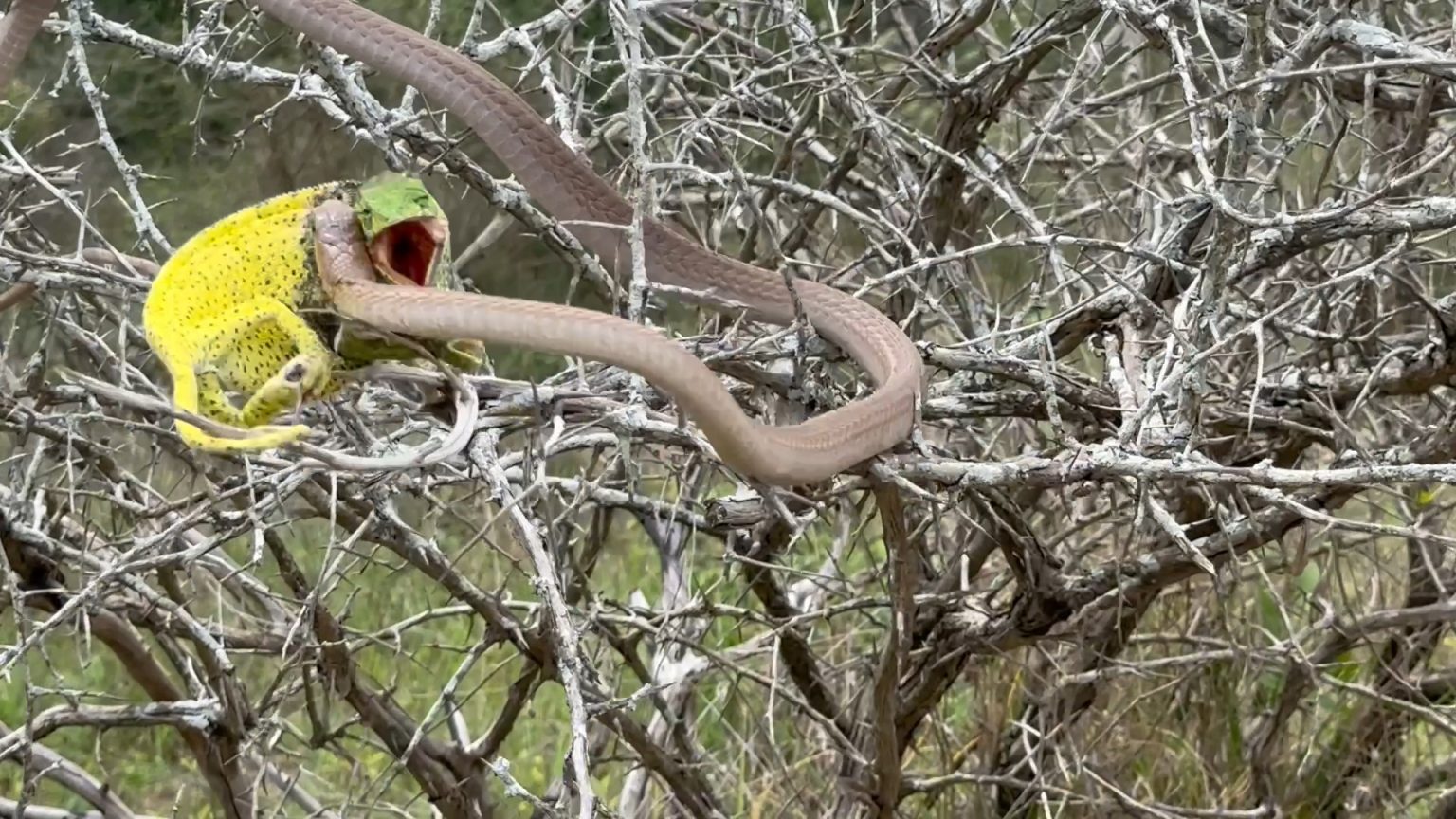 Watch Chameleon Bite Venomous Snake While Being Attacked