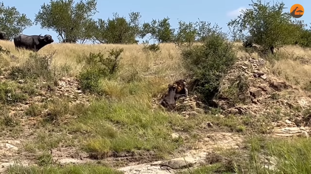 Incredible Moment Male Lion Catches and Drags Entire Buffalo