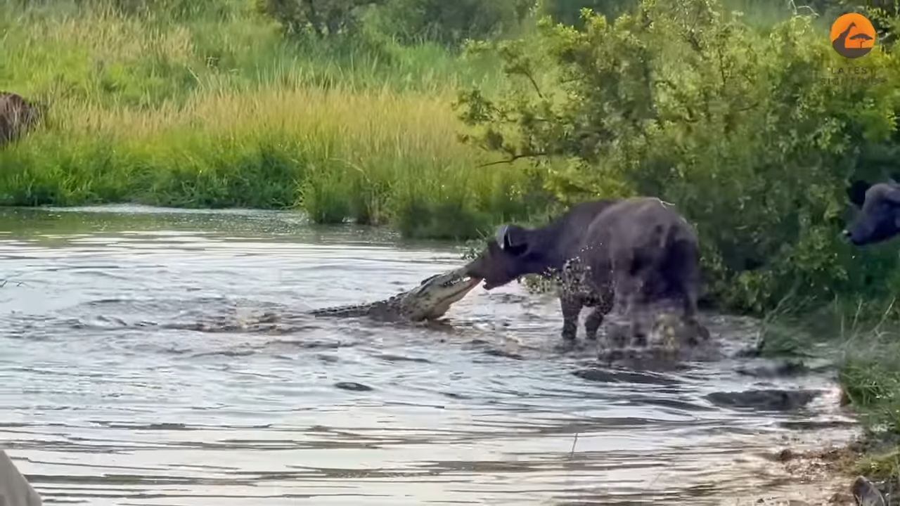 Watch Moment Huge Buffalo Drags Croc Out Of Water