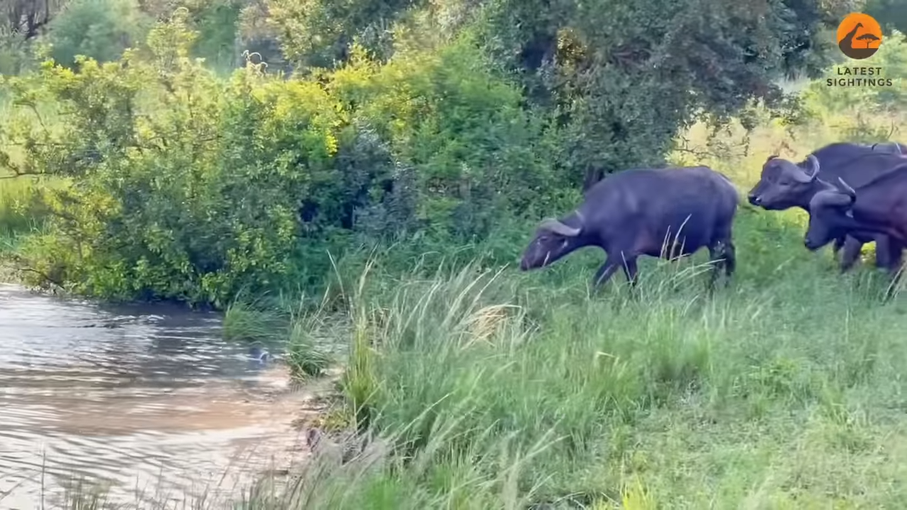 Watch Moment Huge Buffalo Drags Croc Out Of Water
