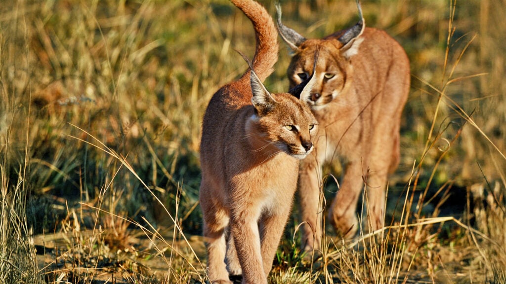 Rare Caracal Behavior Caught on Camera