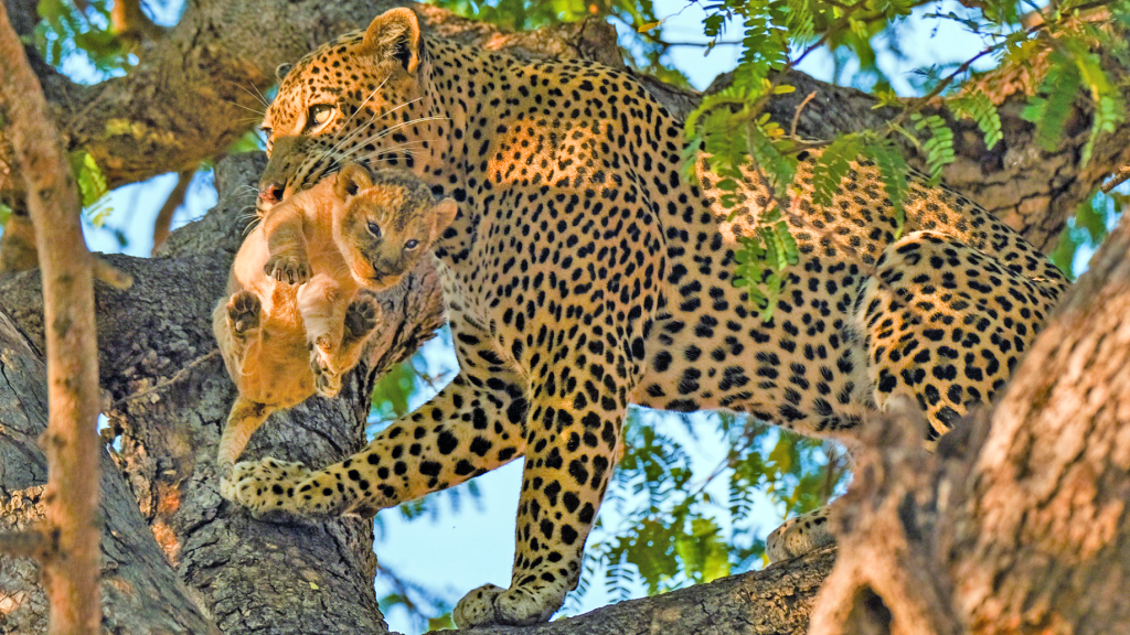 Watch Leopard Steal A Lion Cub In A Safari Sighting