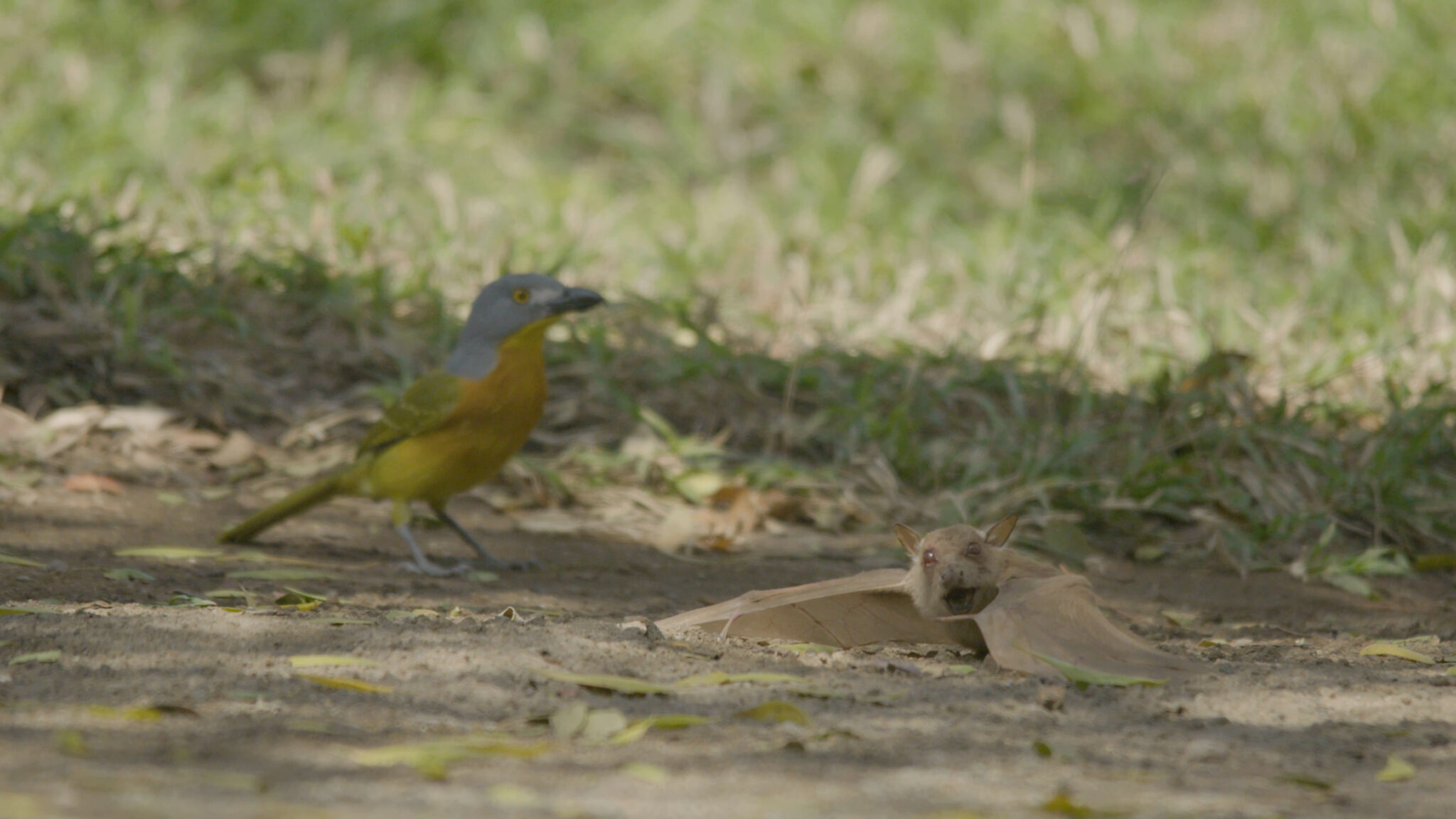 Watch Injured Bat Try To Fight Off Angry Bird