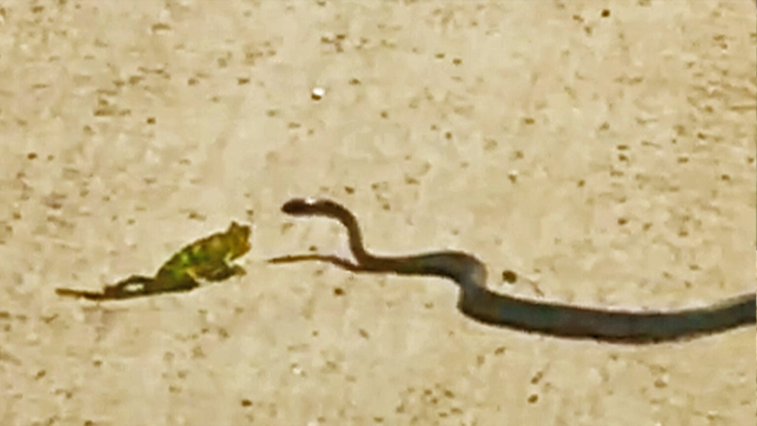 Snake Discovers Chameleon Crossing Road
