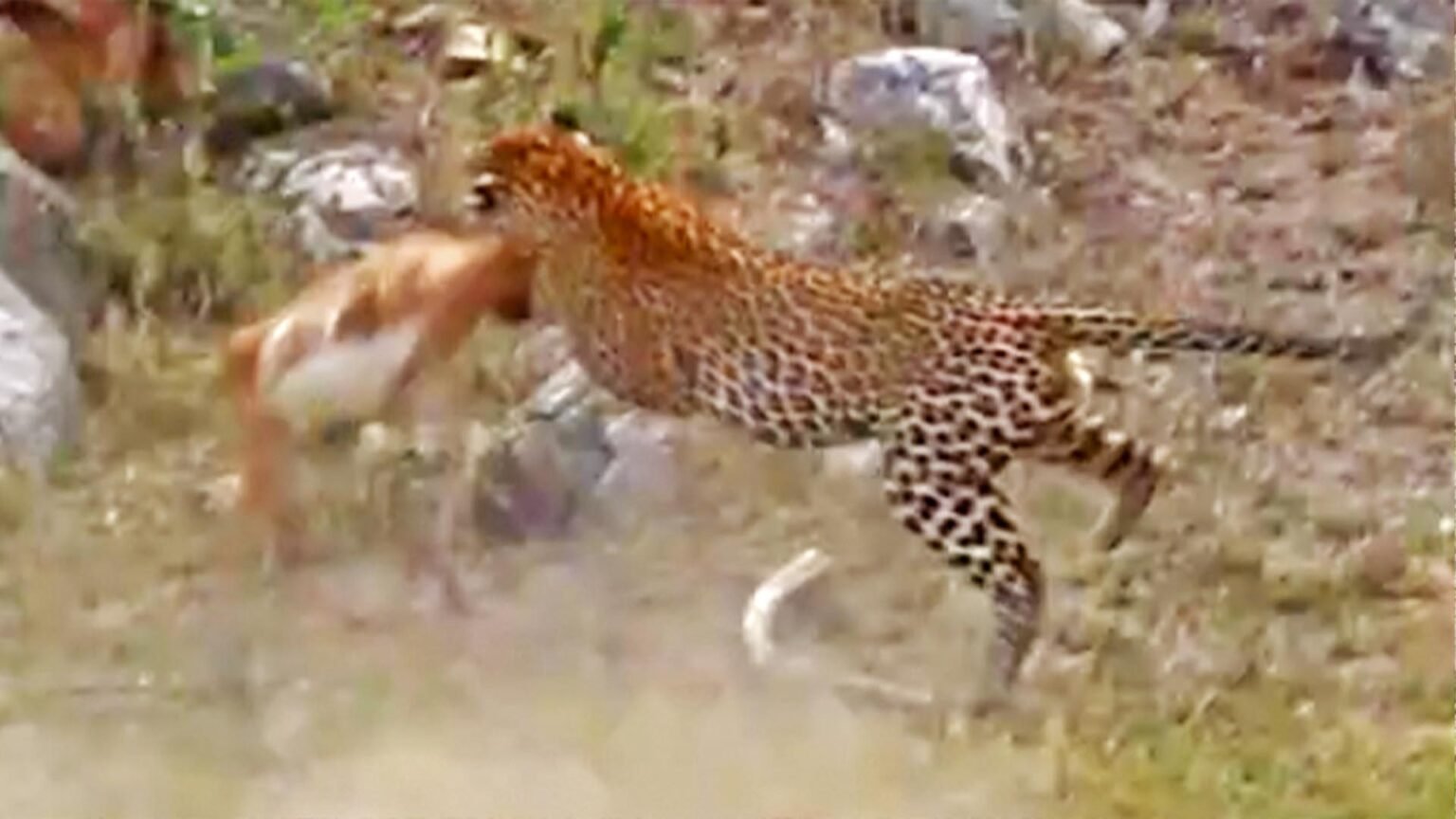 Watch Leopard Catch Impala In Mid-Air Leap