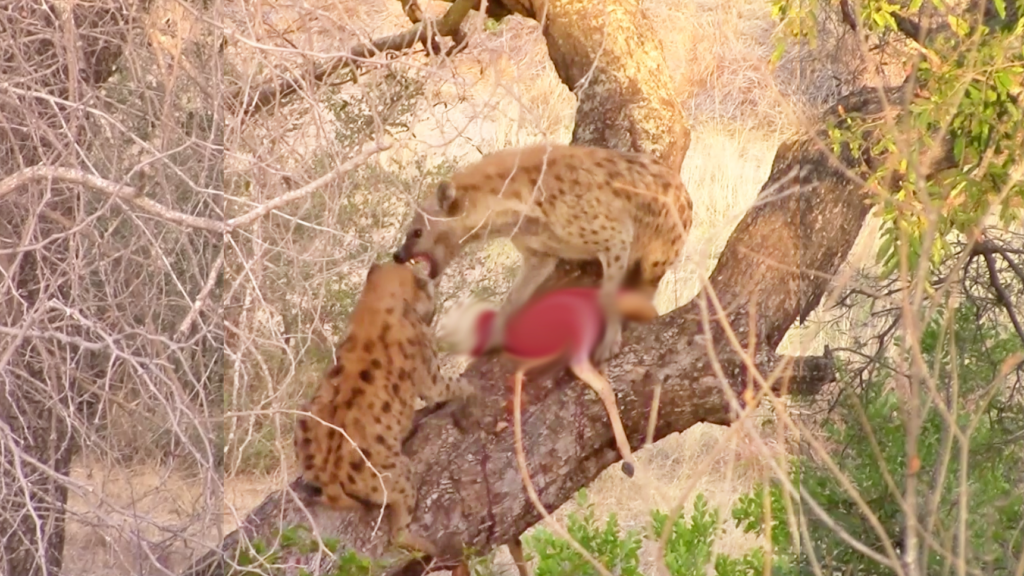 Why Hyenas Should Never Attempt To Climb Trees