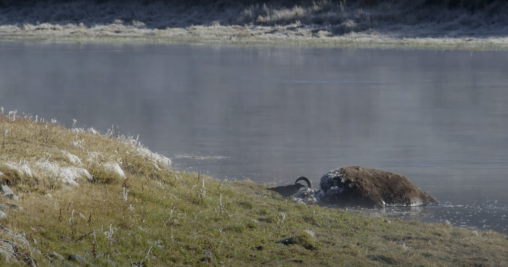 Bisons Appear To Conduct Funeral In Yellowstone National Park