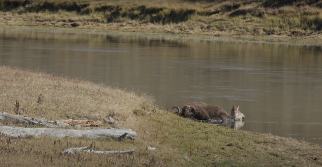 Bisons Appear To Conduct Funeral In Yellowstone National Park