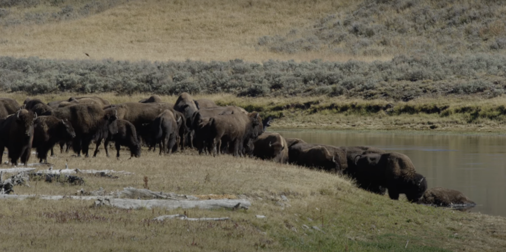 Bisons Appear To Conduct Funeral In Yellowstone National Park