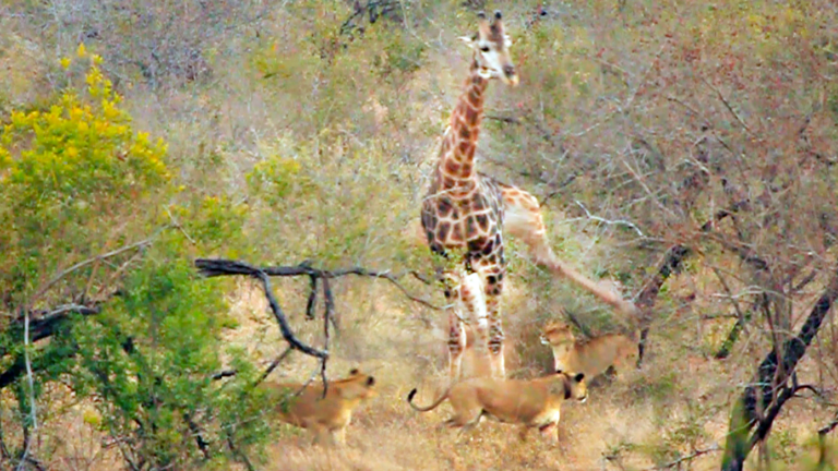 Giraffe Defends Itself With Powerful Kicks Against Lions