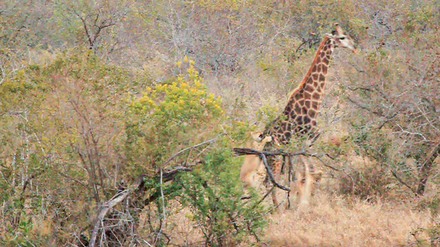 Giraffe Defends Itself With Powerful Kicks Against Lions