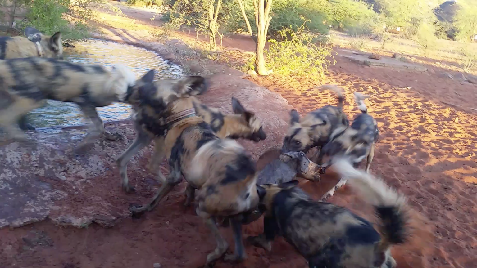 Wild Dogs Interrupt Warthog's Peaceful Bath
