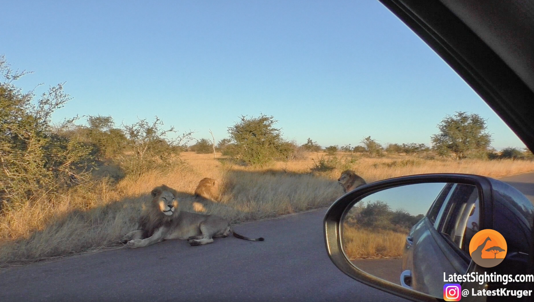 Male Lion Mates With Another Male Lion In Rare Sight