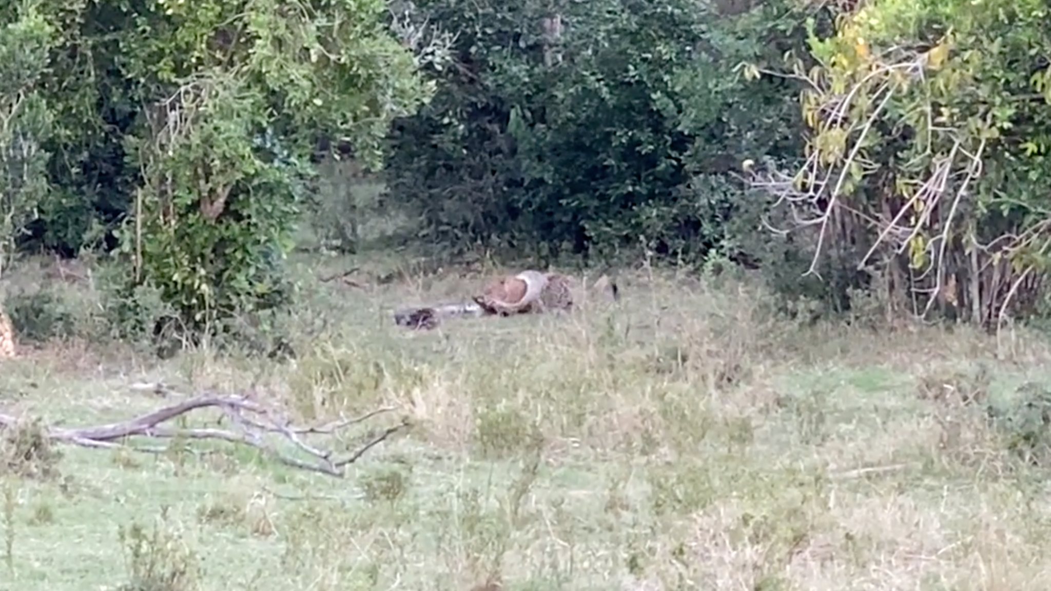 Watch Python Constrict Leopard As It Fights For Life