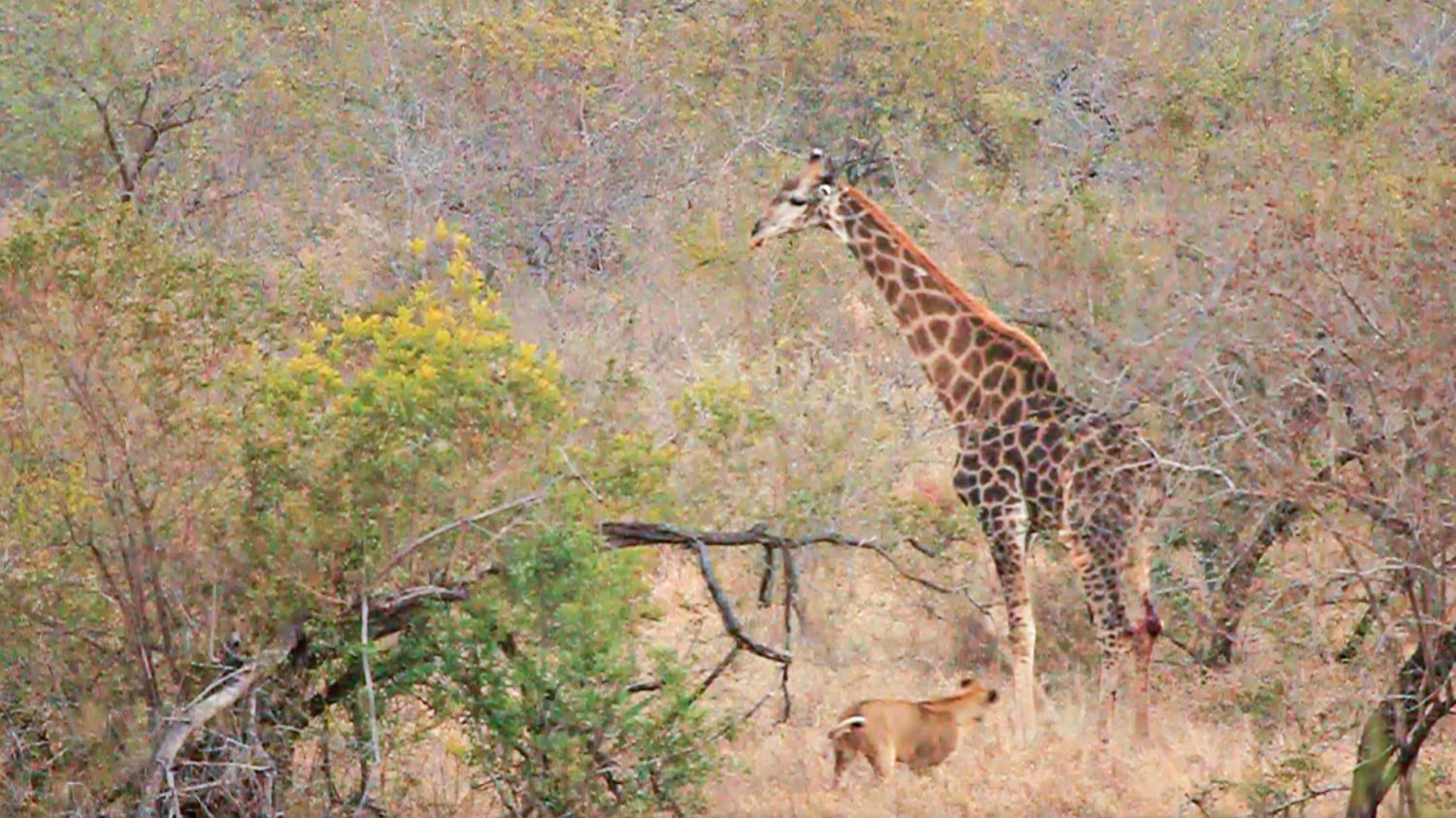 Giraffe Defends Itself With Powerful Kicks Against Lions