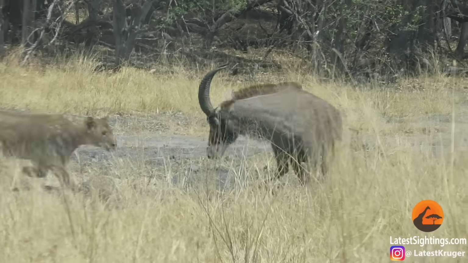 Watch Epic Battle Between Lions And Roan Antelope