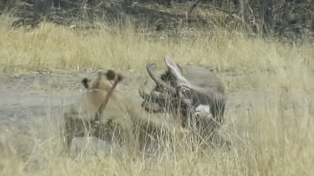 Watch Epic Battle Between Lions And Roan Antelope