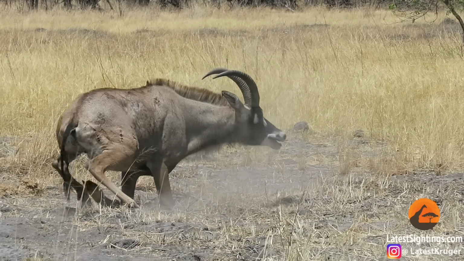 Watch Epic Battle Between Lions And Roan Antelope