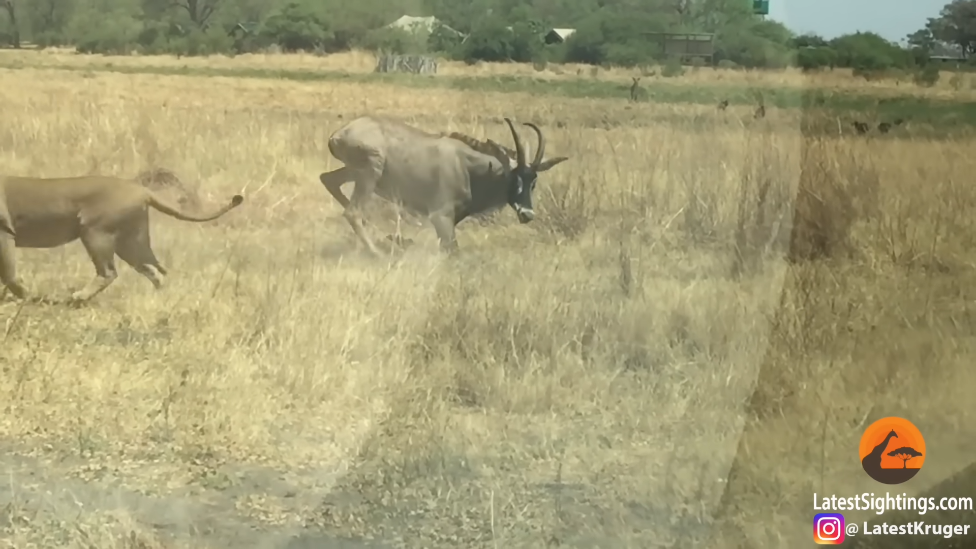 Watch Epic Battle Between Lions And Roan Antelope