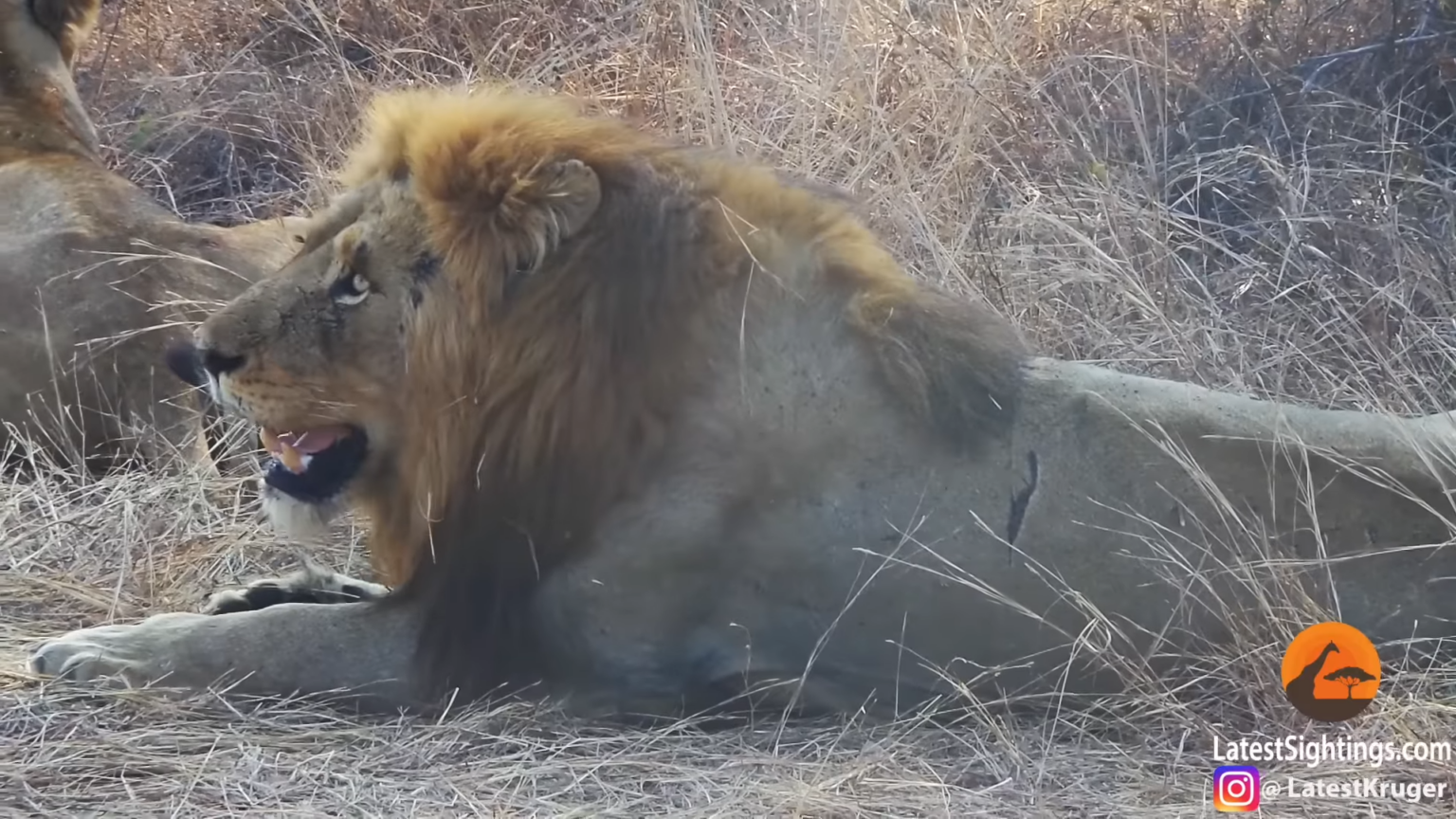 Lions Mating In Extreme Close Up On Safari Road