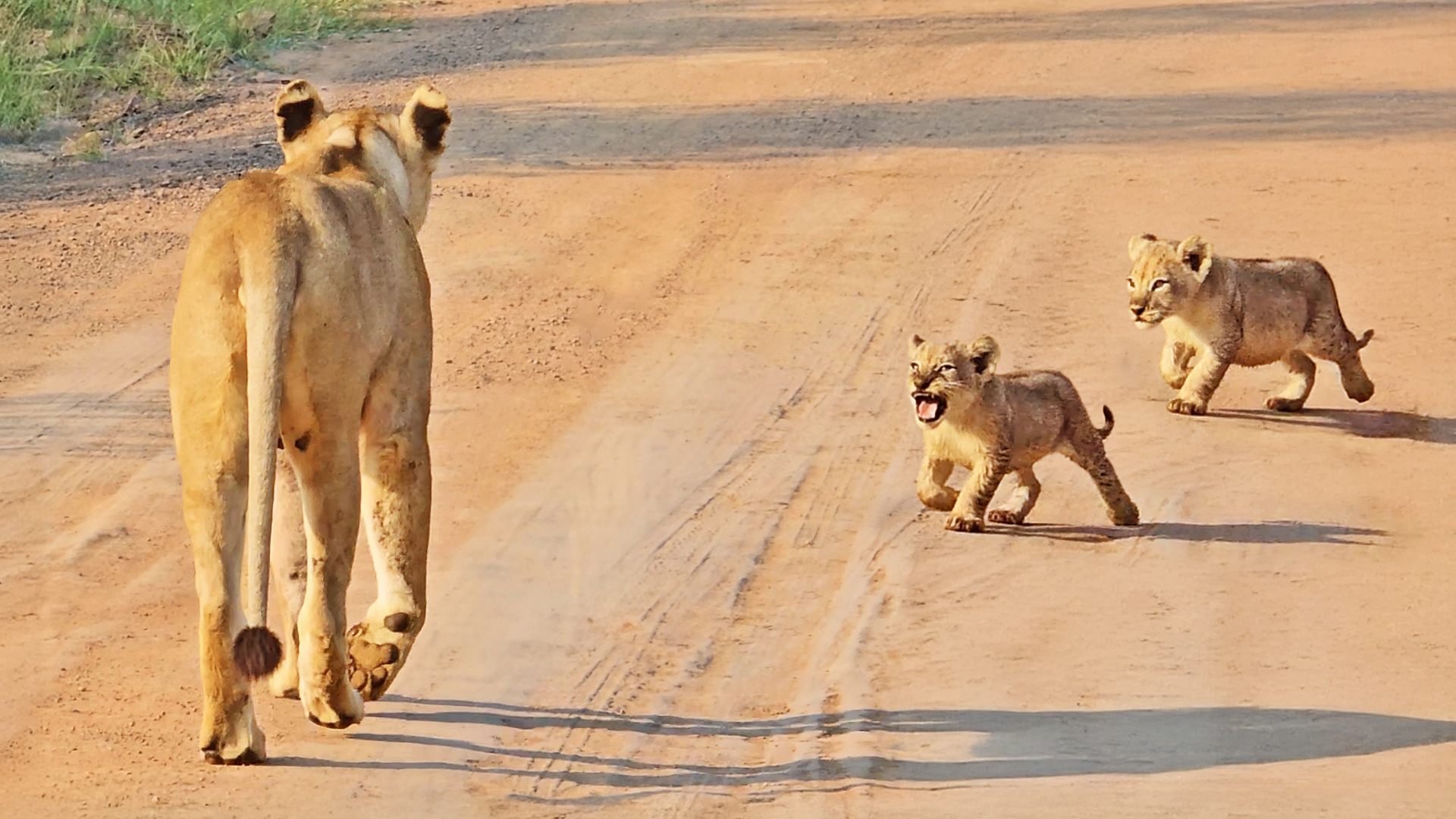 Watch Heartwarming Reunion Of Two Lion Cubs With Mother