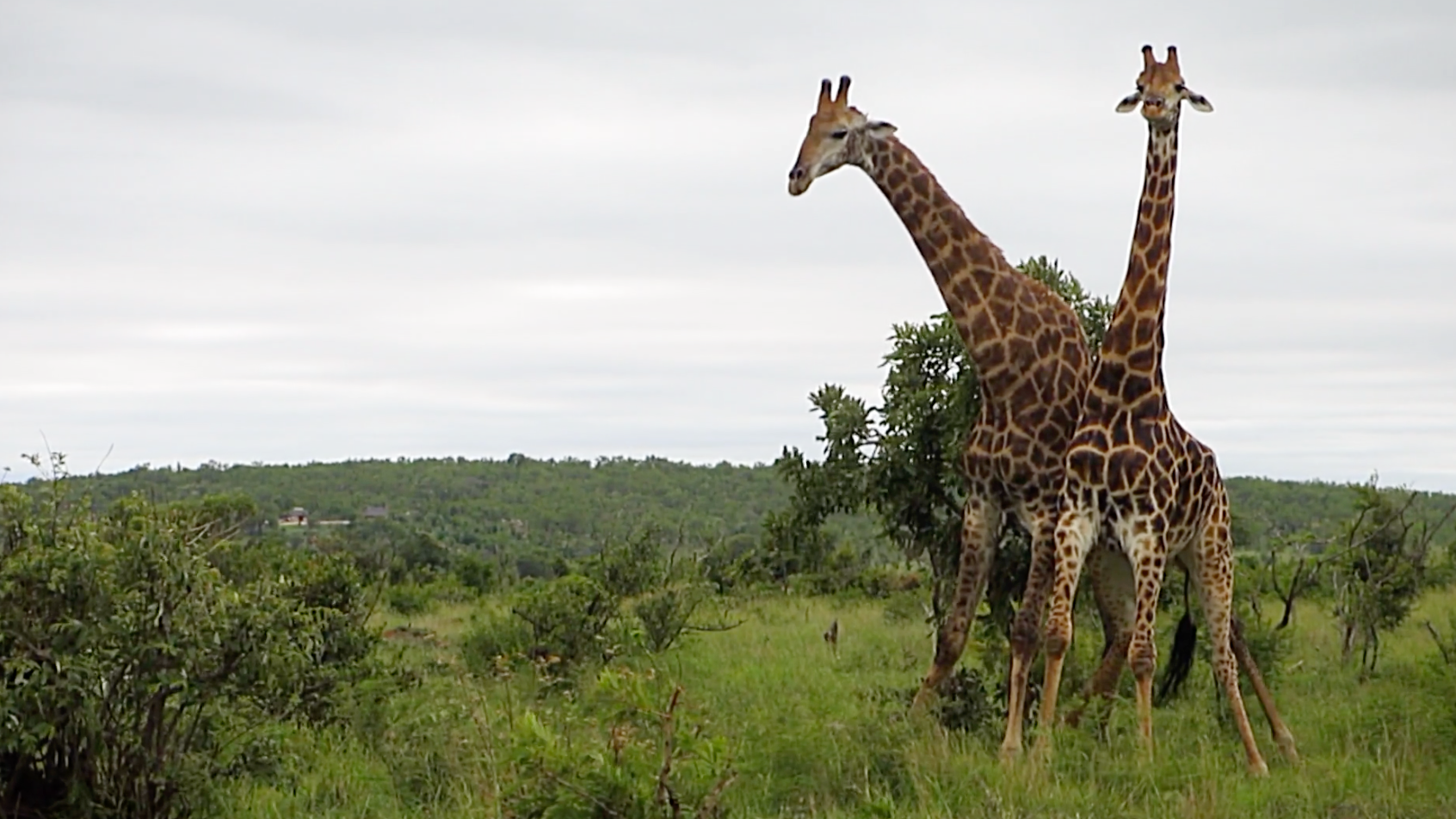 Giraffes Fighting In Intense Neck-Swingling Battle