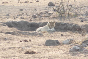 Worst Lion Hunt Fail Ever Caught On Safari Camera