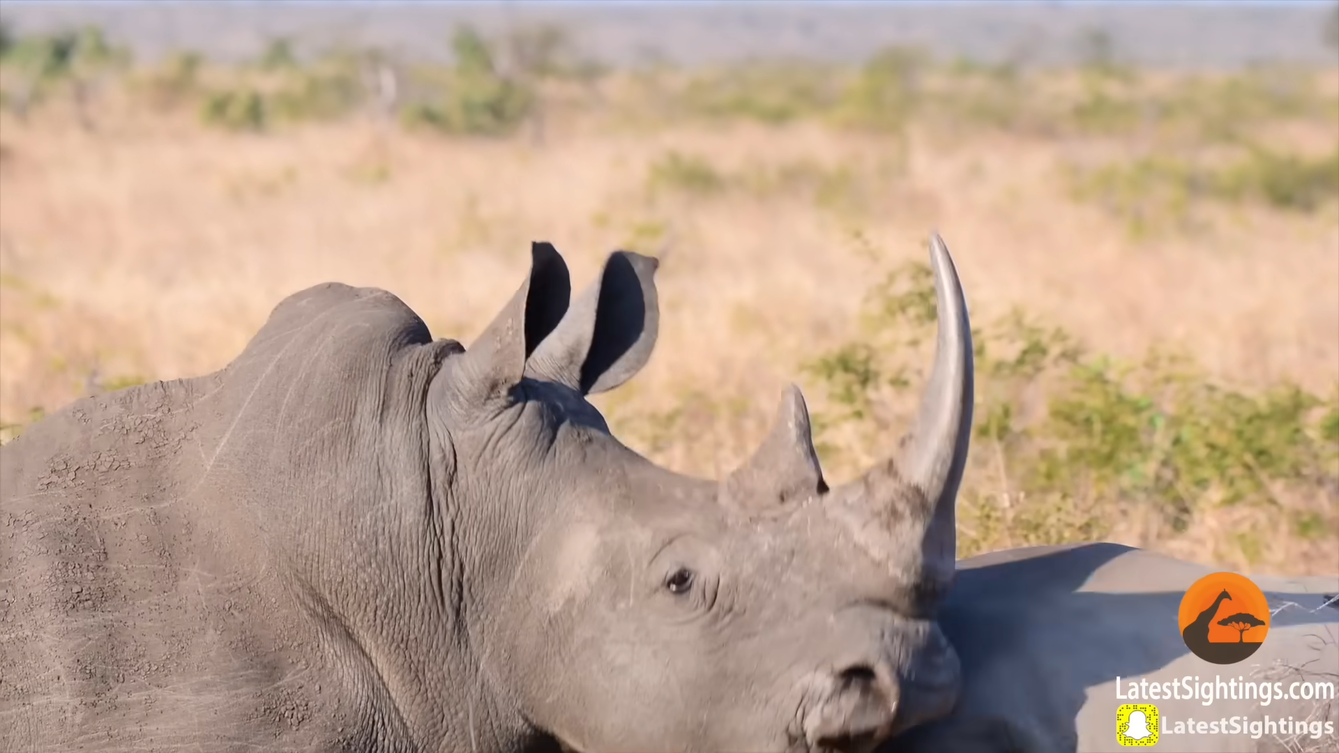 Rhinos Mating In Front Of Surprised Tourists
