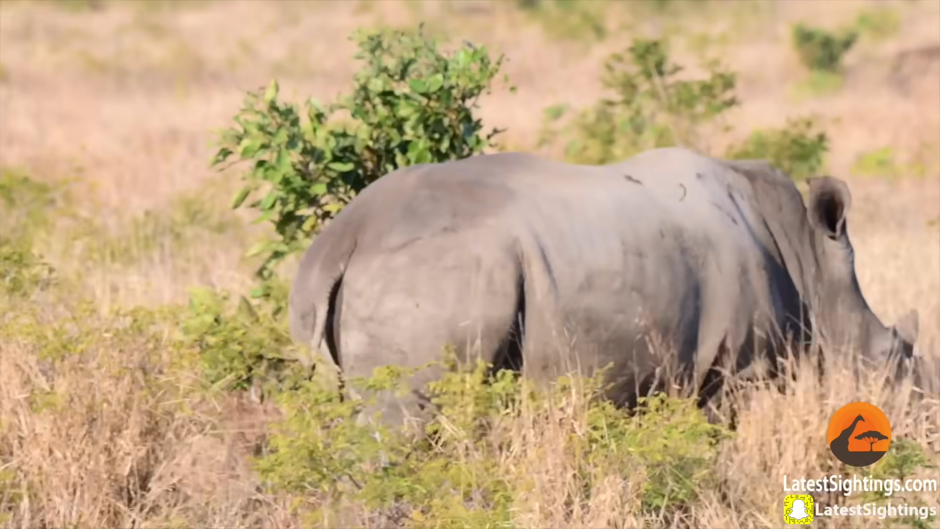 Rhinos Mating In Front Of Surprised Tourists