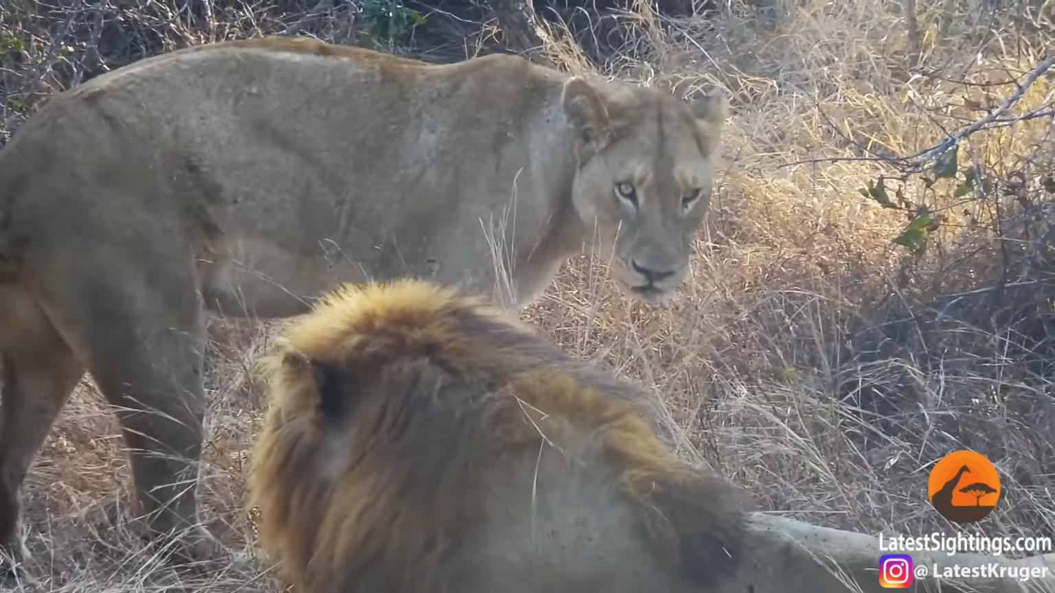 Lions Mating In Extreme Close Up On Safari Road