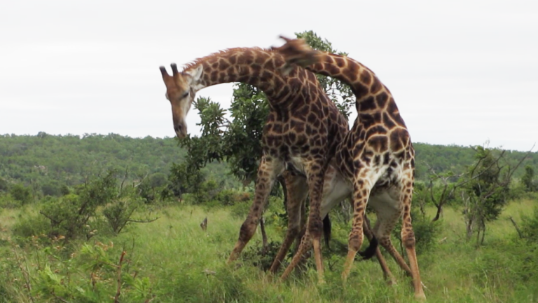 Giraffes Fighting In Intense Neck-Swingling Battle