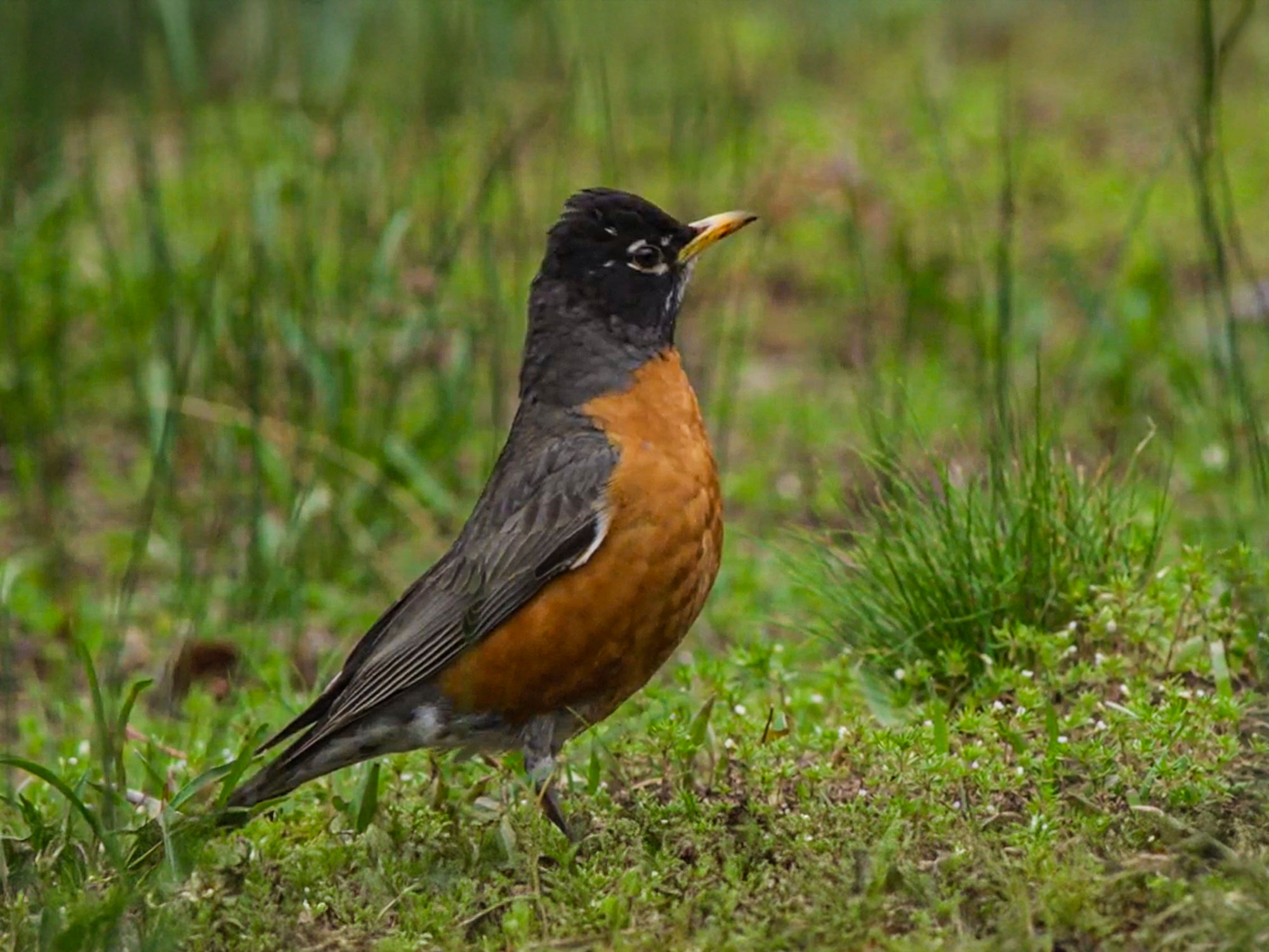 Watch Robin Babies From Eggs To Flying
