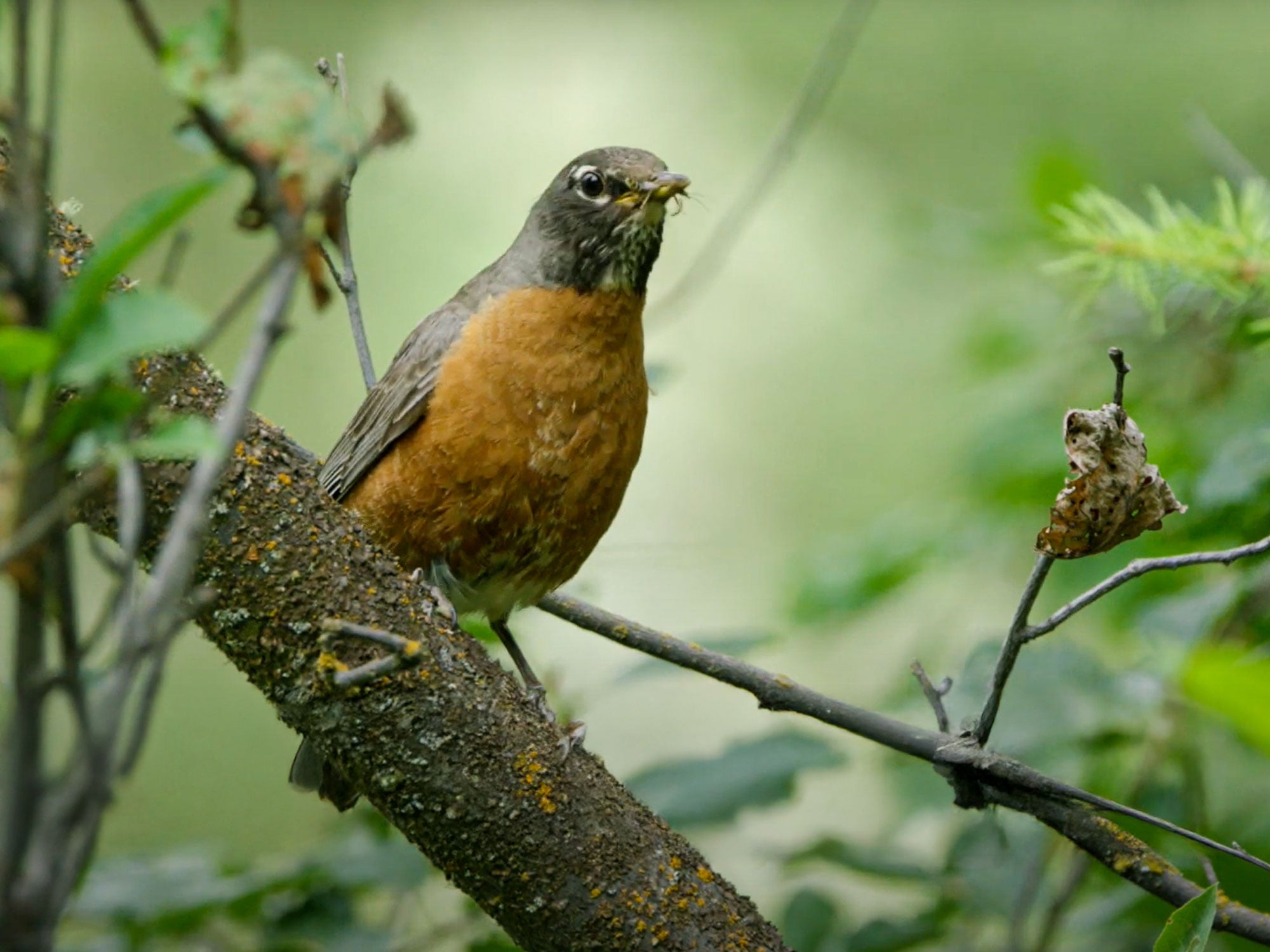 Watch Robin Babies From Eggs To Flying