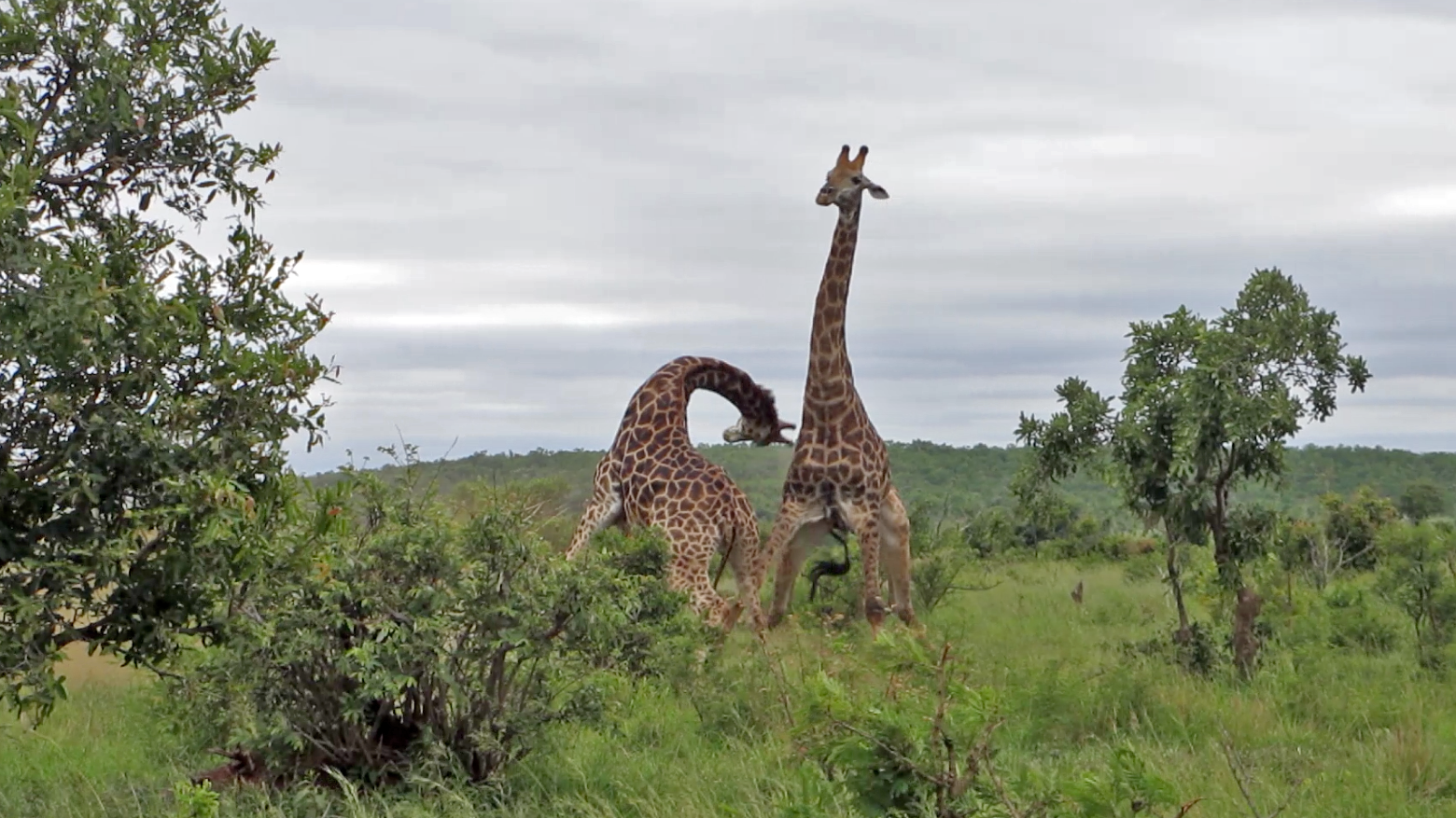 Giraffes Fighting In Intense Neck-Swingling Battle