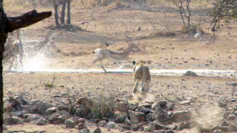 Worst Lion Hunt Fail Ever Caught On Safari Camera