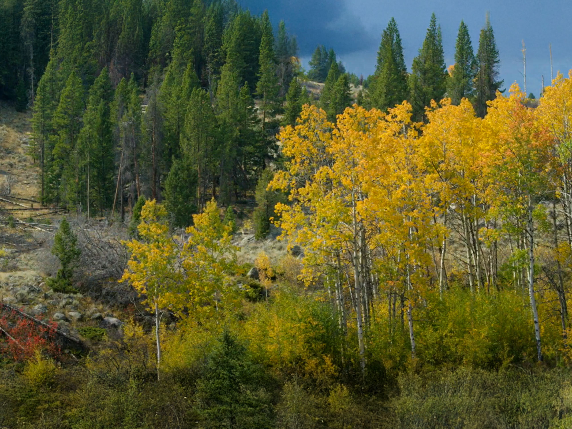 Watch Wolf Pack Hang Around In Yellowstone National Park