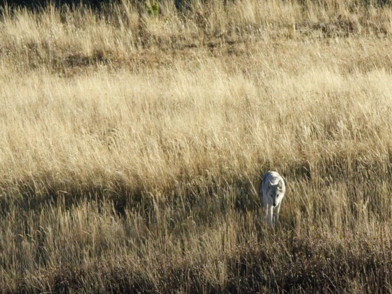 Watch Wolf Pack Hang Around In Yellowstone National Park