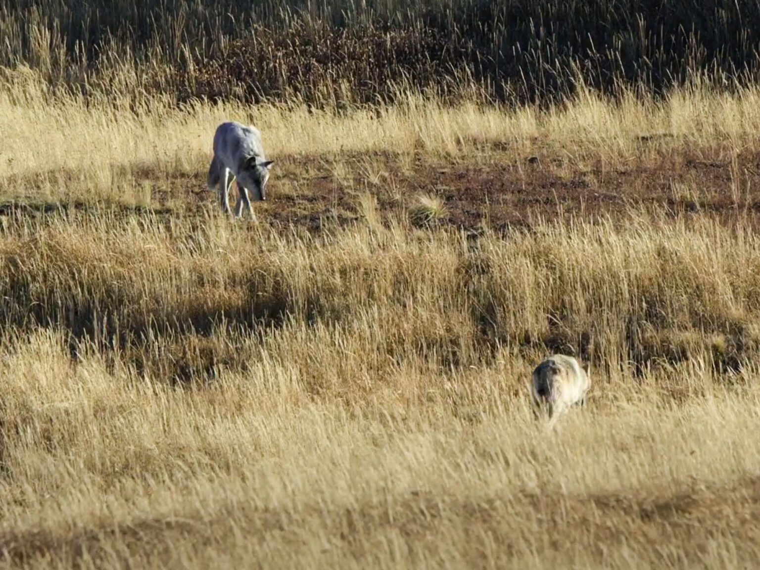 Watch Wolf Pack Hang Around In Yellowstone National Park