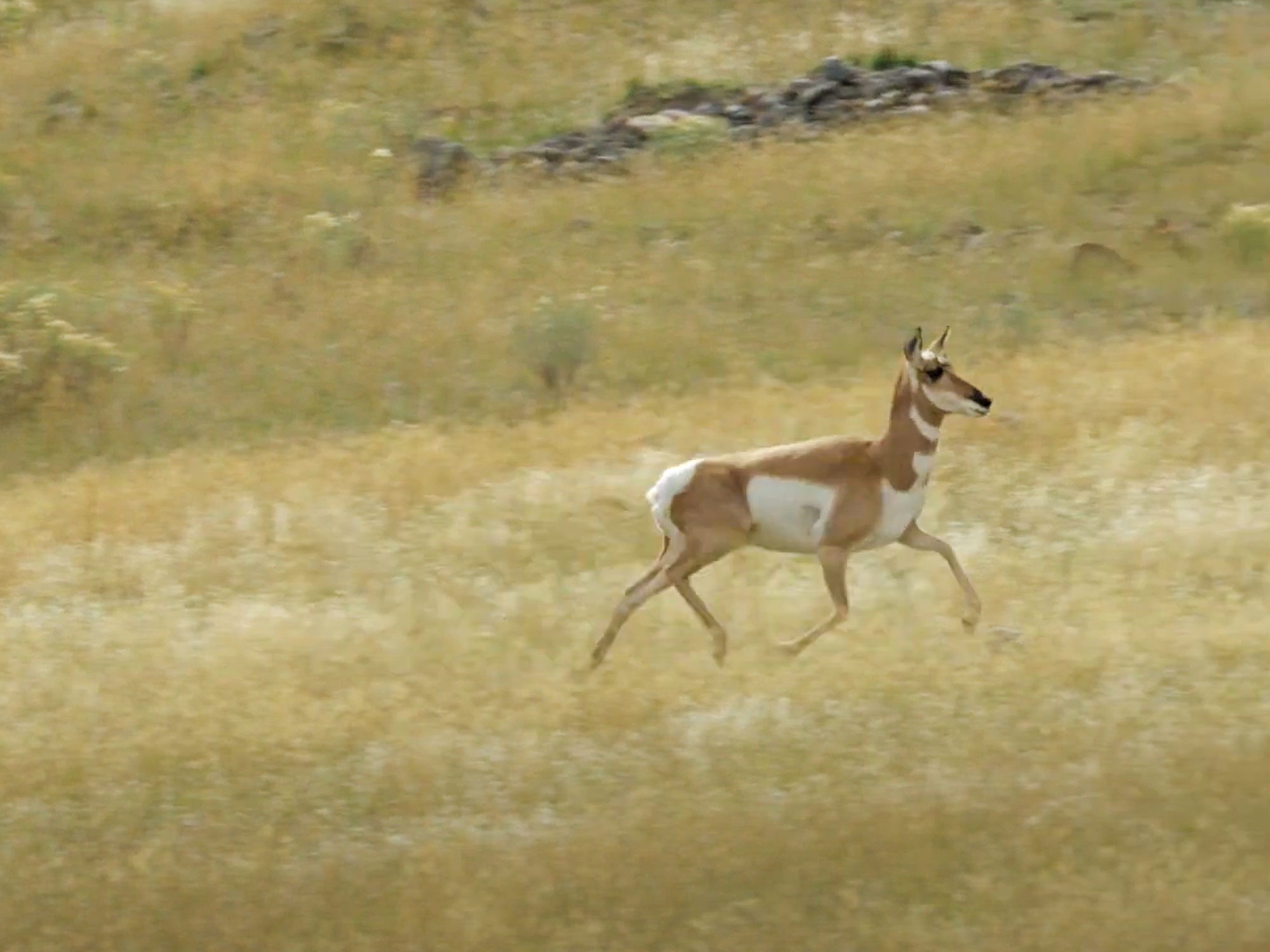 Watch Wolf Pack Hang Around In Yellowstone National Park