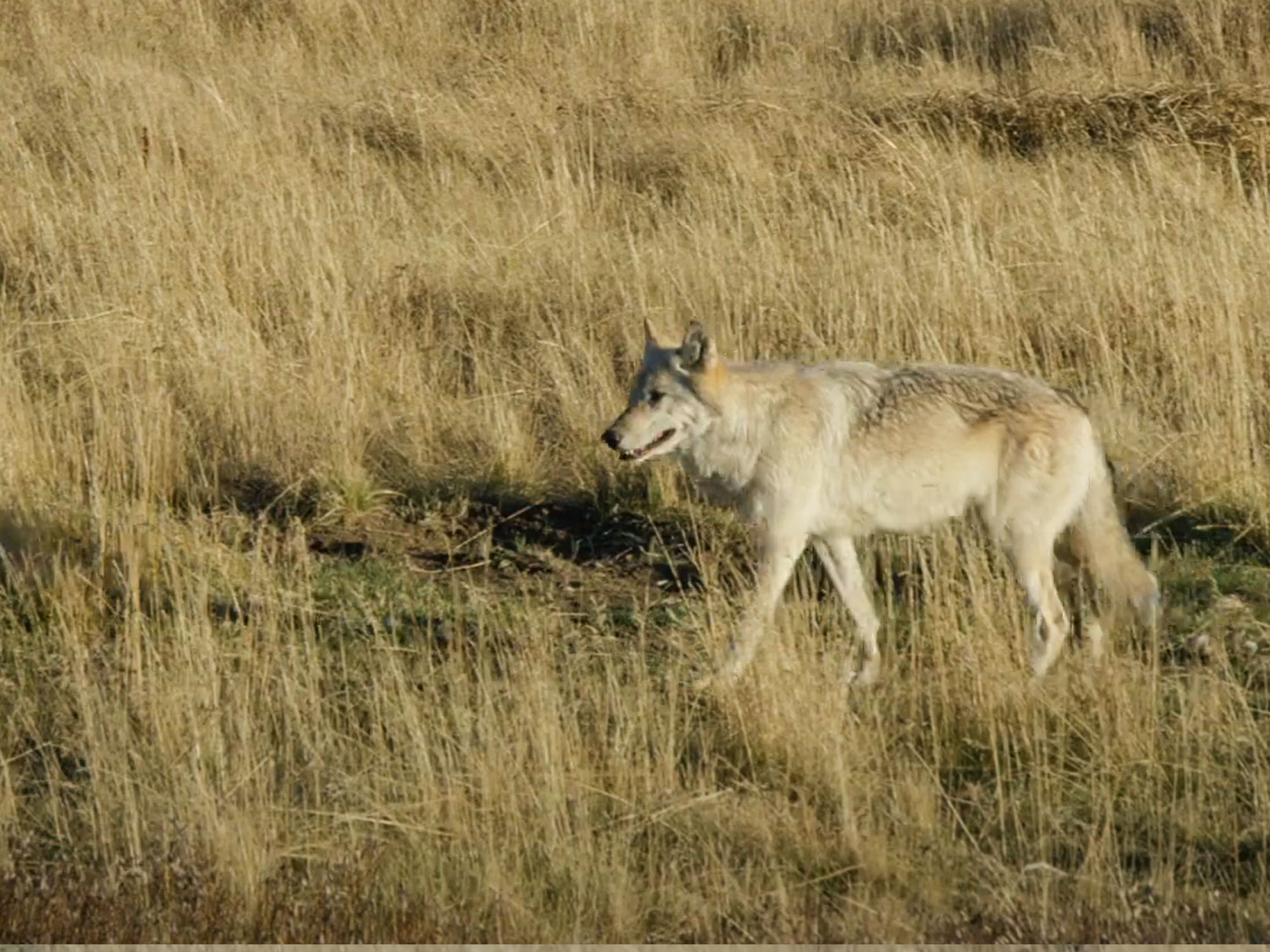 Watch Wolf Pack Hang Around In Yellowstone National Park