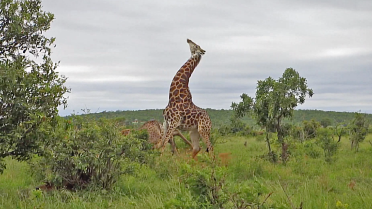 Giraffes Fighting In Intense Neck-Swingling Battle